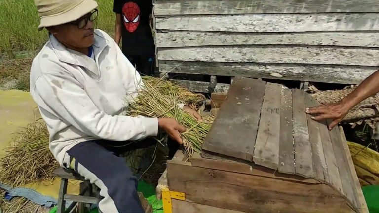Perontok Gabah Manual, Alat Sederhana Penunjang Panen Padi